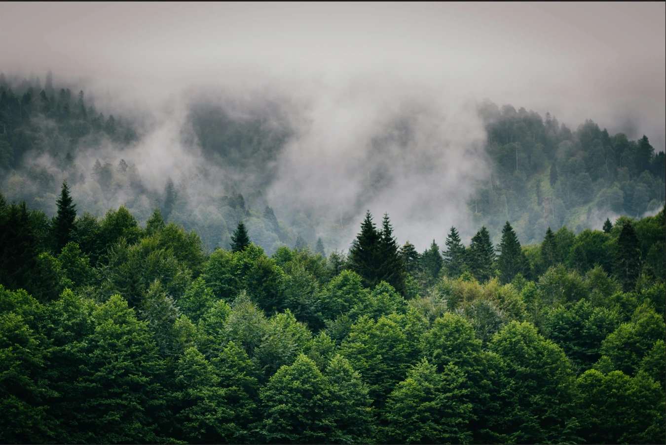Evergreen Sites: Finding the Year-Round Trees in Your Web Forest ...